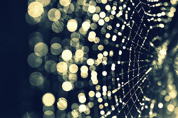 23 Cheerful Examples of Bokeh Photography