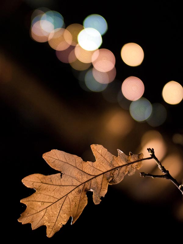 23 Cheerful Examples of Bokeh Photography