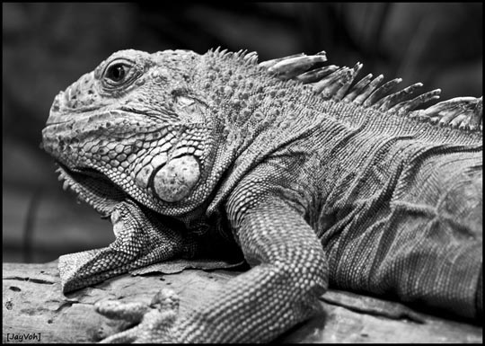 30 Absolutely Amazing Black and White Wildlife Photos