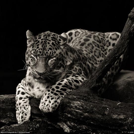 30 Absolutely Amazing Black and White Wildlife Photos