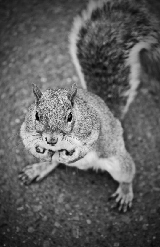 30 Absolutely Amazing Black and White Wildlife Photos