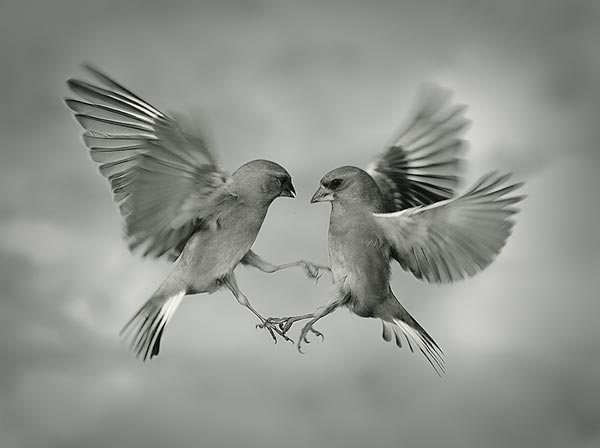 Stunning High Speed Photography Shots