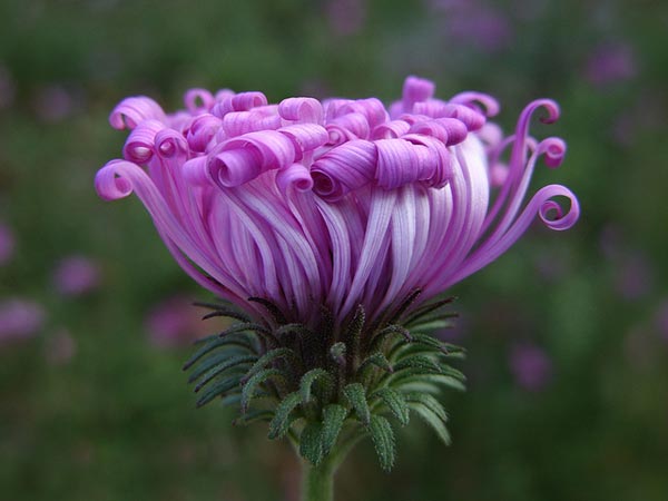 Inspirational Flower Pictures